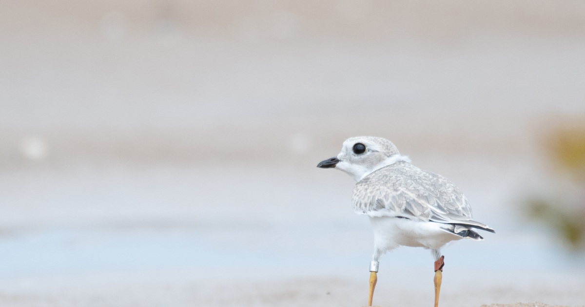 Coastal Barrier Resources System Maps - New Hampshire | U.S. Fish ...
