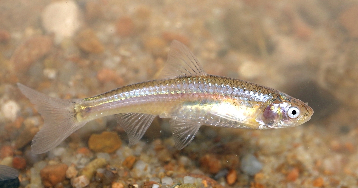 Arkansas River Shiner (Notropis girardi) | U.S. Fish & Wildlife Service
