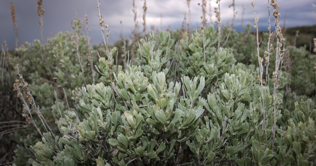 Finding Balance with Fire in Montana’s Sagebrush Country | U.S. Fish ...