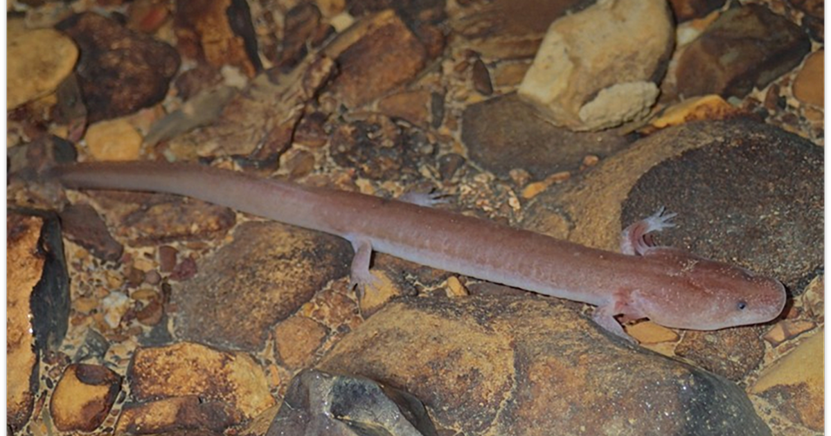 Service Finds Listing Not Warranted for Two Southeastern Species | U.S ...