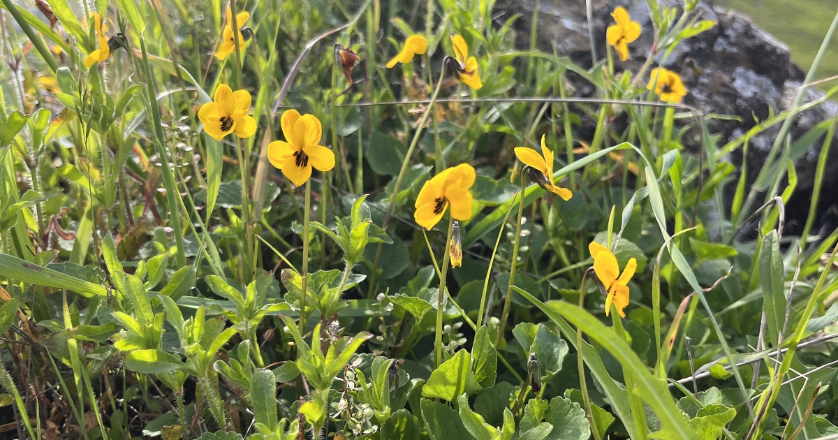 Johnny-jump-up (Viola pedunculata) | U.S. Fish & Wildlife Service