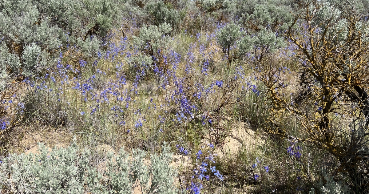 New Story Map Highlights Conservation in Washington's Sagebrush Country ...