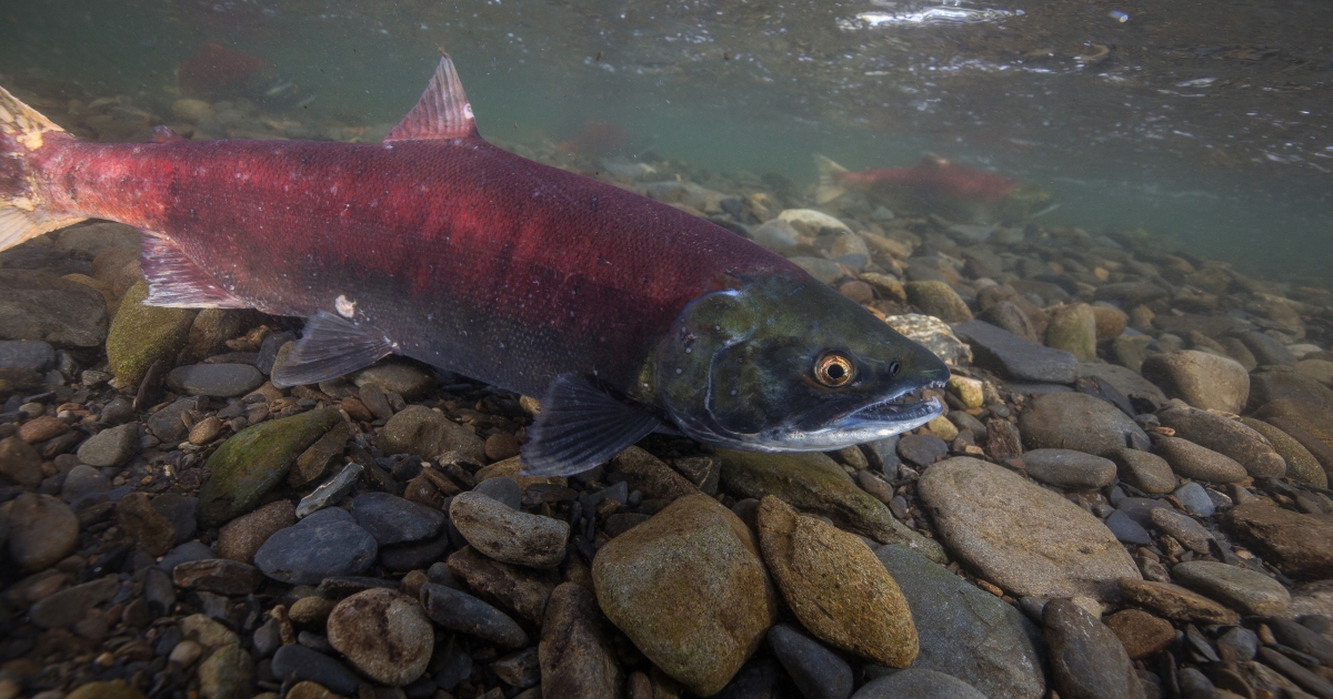 2024 Pacific Region Tribal Wildlife Grants Recipients | U.S. Fish ...