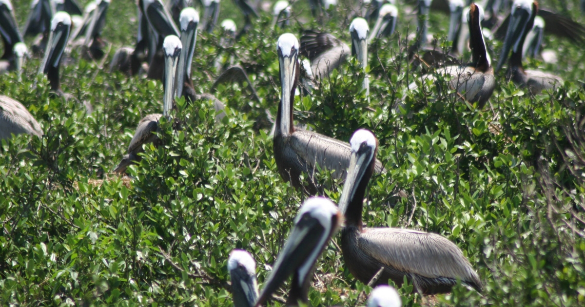 Regional Aerial Bird Survey Produces Public Database | U.S. Fish ...