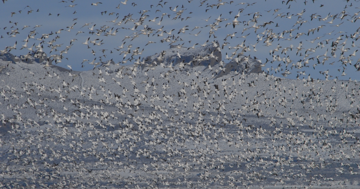 Tule Lake and Lower Klamath Refuges Habitat Conditions 2024 | U.S. Fish ...