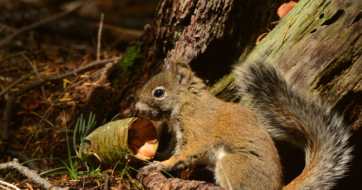 Mount Graham Red Squirrel (Tamiasciurus hudsonicus grahamensis) | U.S ...
