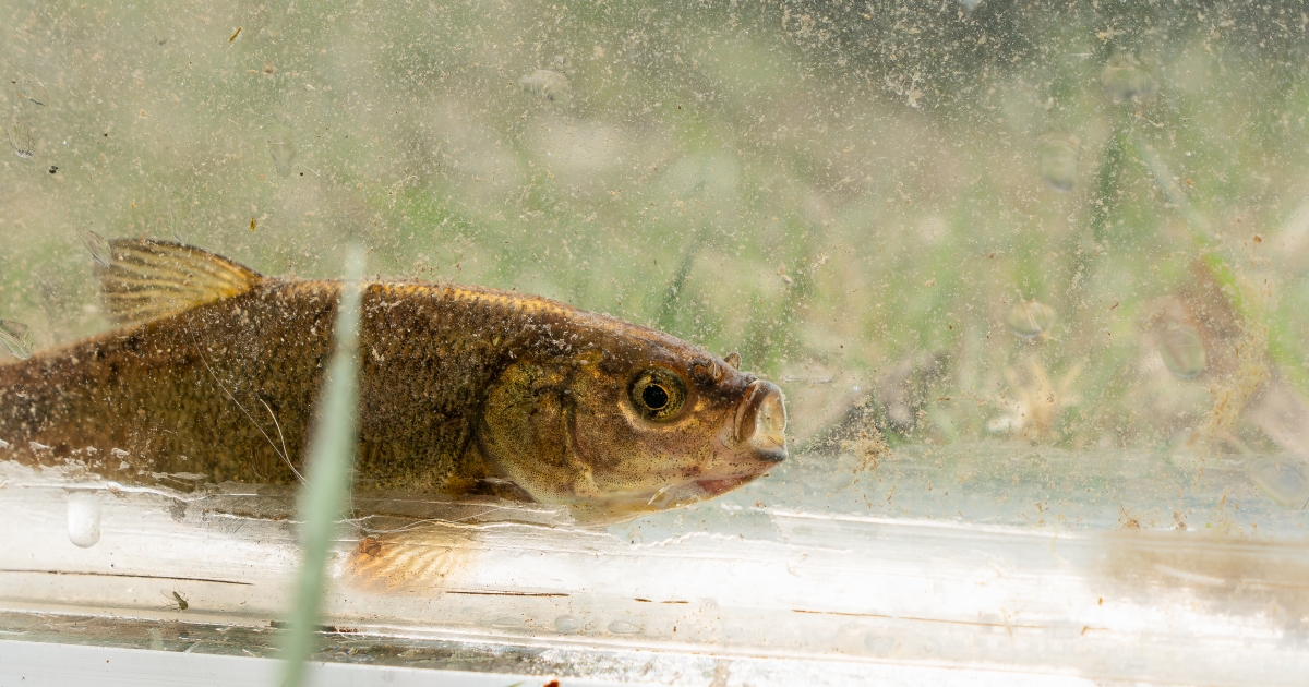 U.S. Fish and Wildlife Service invites public input on proposal to list ...