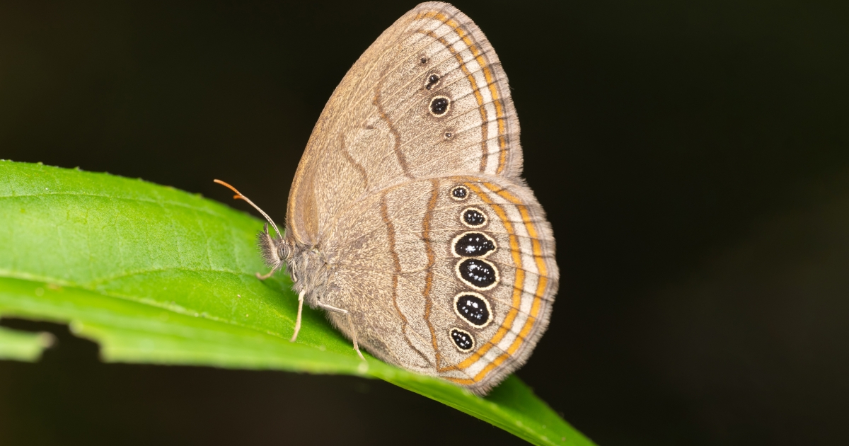 Mitchell's Satyr Butterfly (Neonympha mitchellii mitchellii) | U.S ...