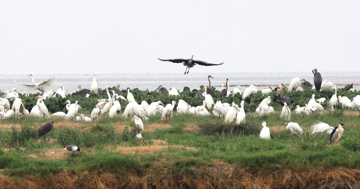 Saving an Eroding Island | U.S. Fish & Wildlife Service