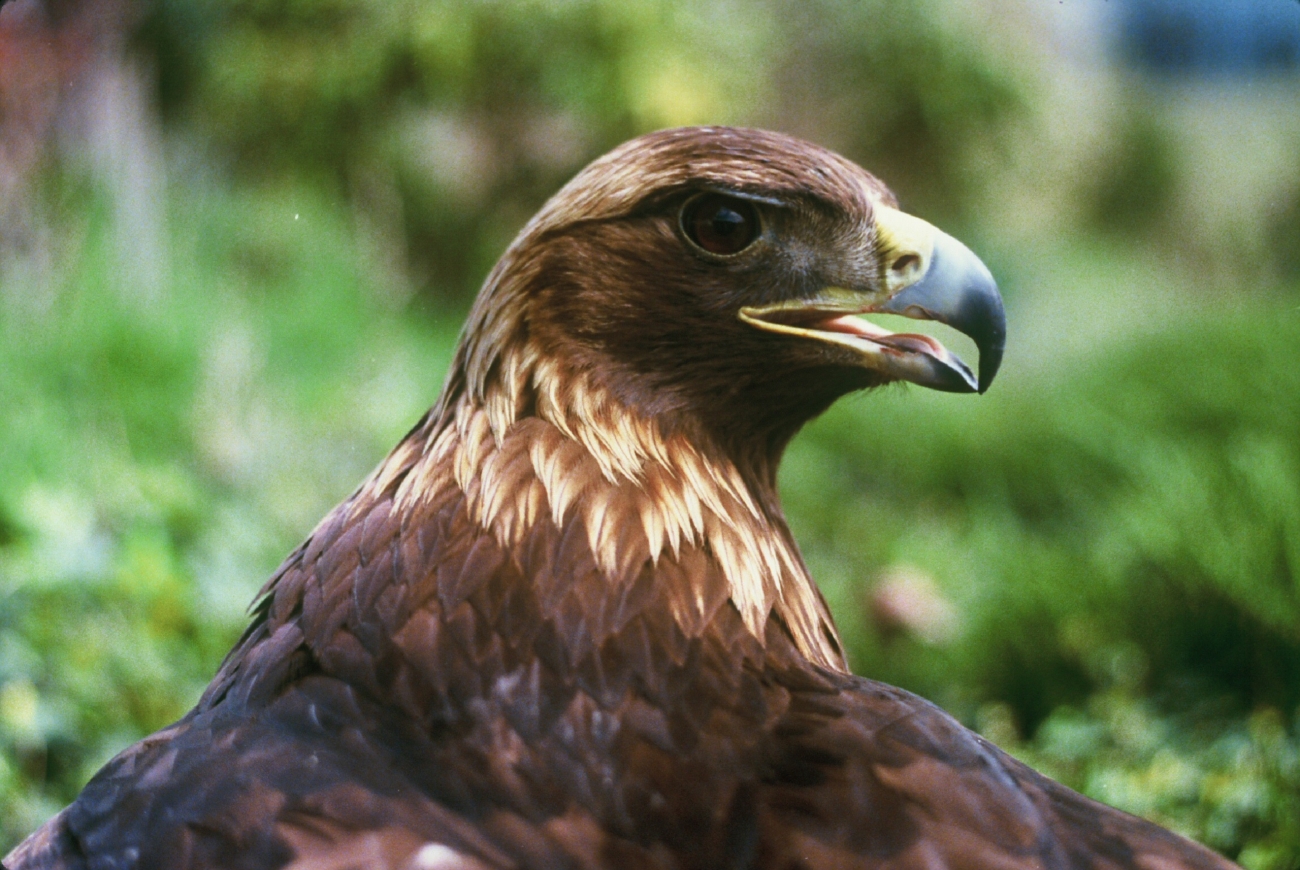 Golden eagle headshot | FWS.gov