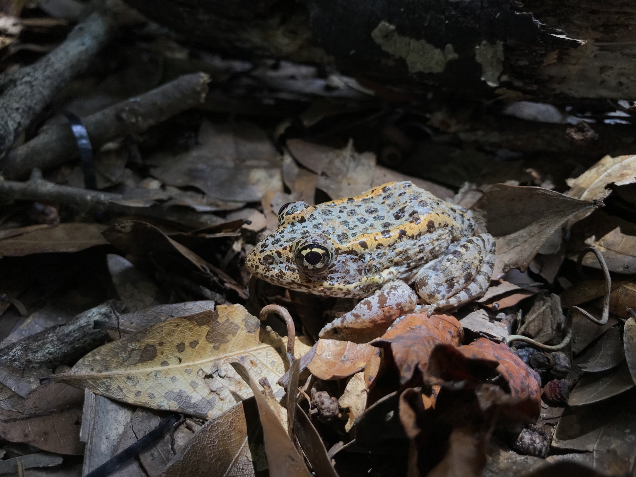 Gopher Frog | FWS.gov