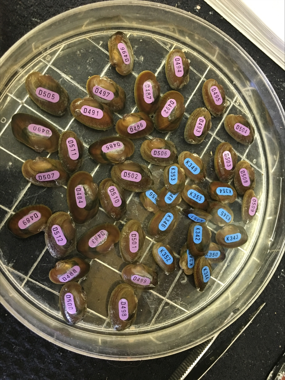 Purple bean tagged and ready for deployment | FWS.gov