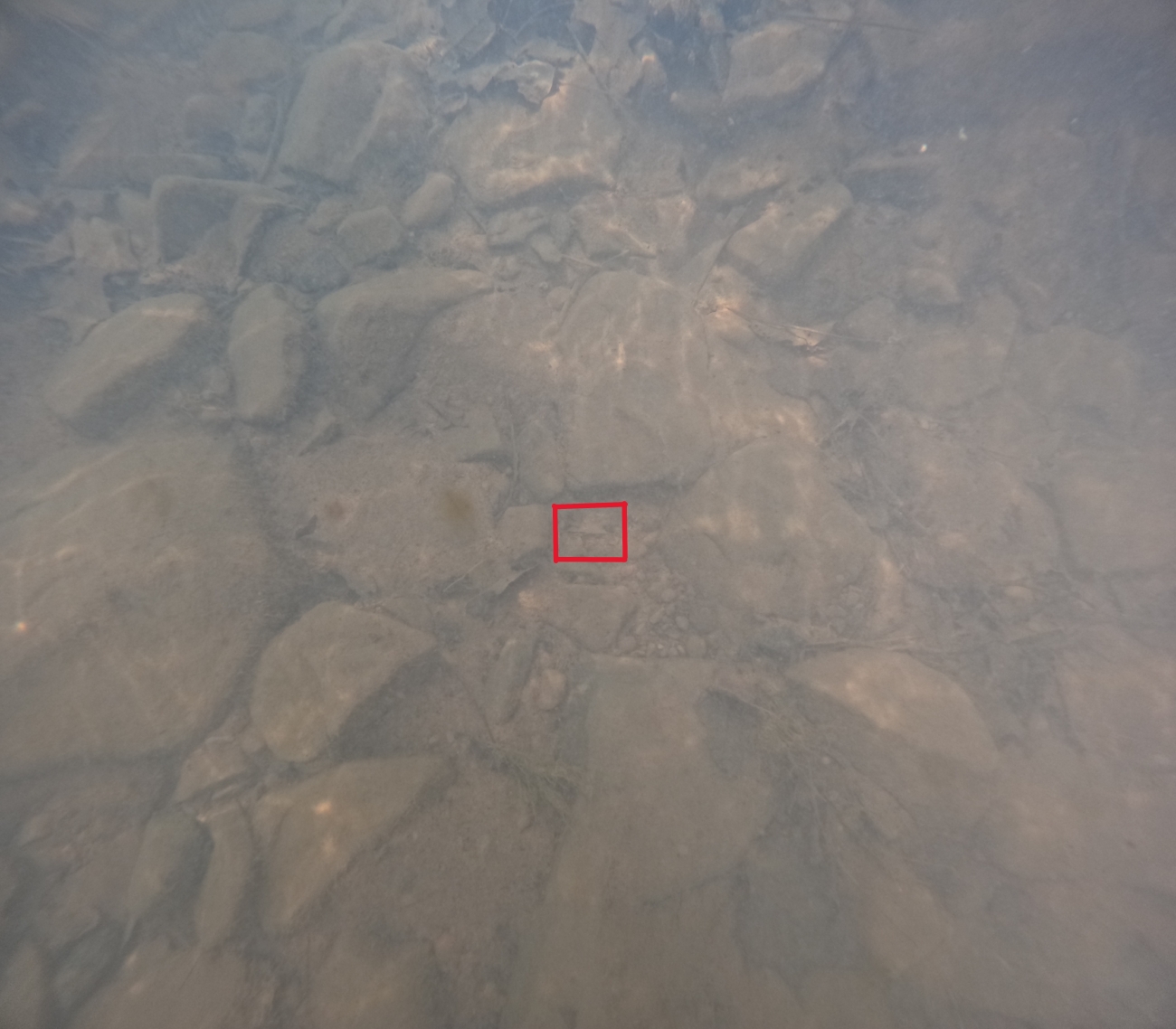 Alabama Lampmussel Siphon | FWS.gov