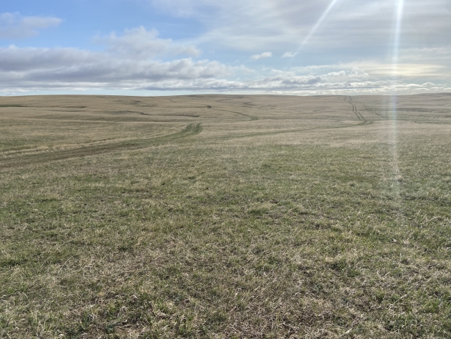 WSFR short grass prairie | FWS.gov