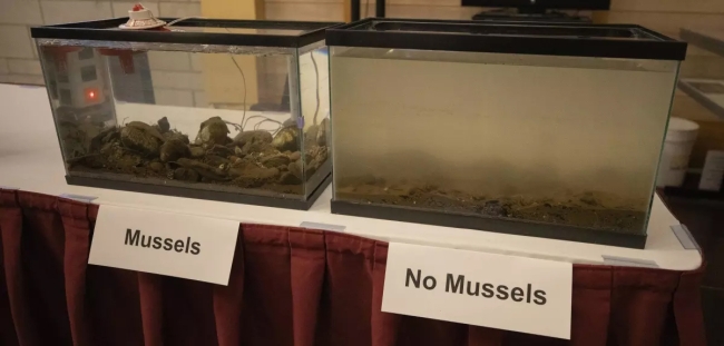 Freshwater Mussel Water Filtration | FWS.gov