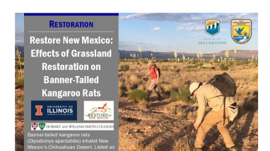 Restore New Mexico: Effects of Grassland Restoration on Banner-Tailed ...