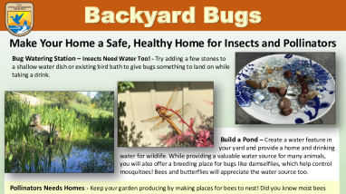Backyard Bugs | FWS.gov