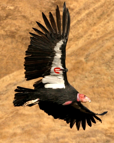 California condor | FWS.gov