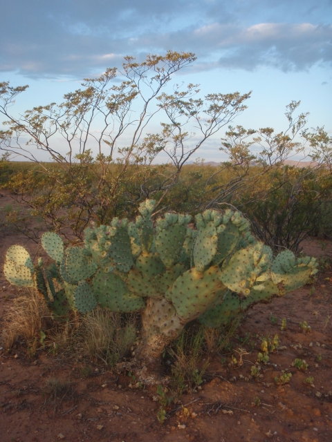 Grassland Restoration Effects on Kangaroo Bats | U.S. Fish & Wildlife ...