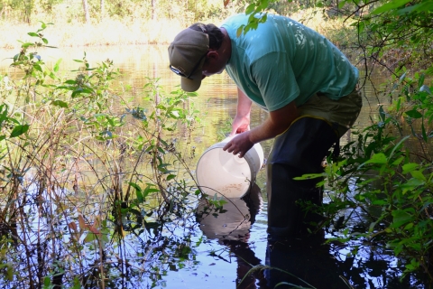 Bringing blackbanded sunfish back to blackwater habitat in Maryland | U ...