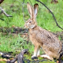 hare-john-cleckler-resize.jpg | FWS.gov