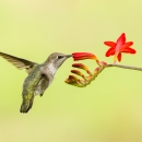 Anna's hummingbird at Julia Butler Hansen Refuge for the Columbian ...