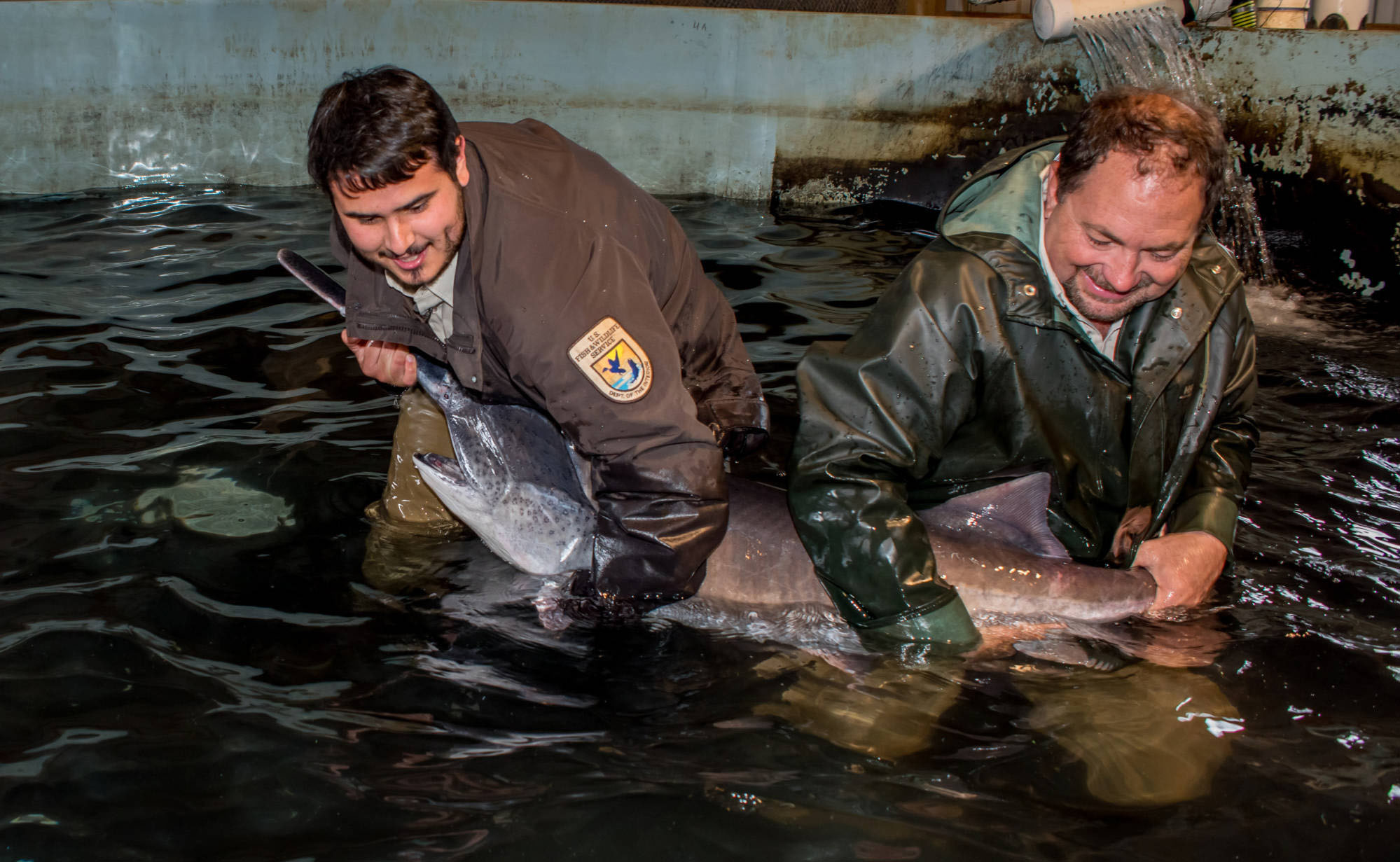 Hatchery workers spawning paddlefish | FWS.gov
