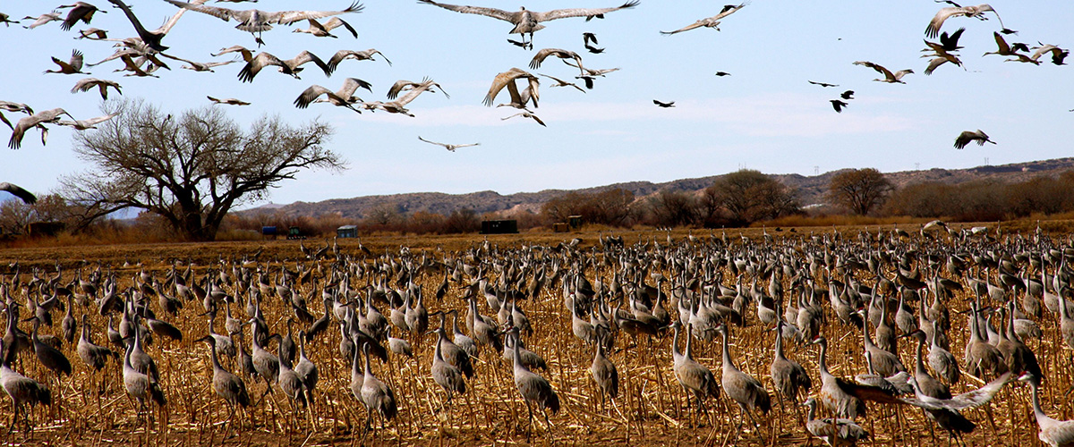 cooperative agriculture at Bosque del Apache Refuge | FWS.gov