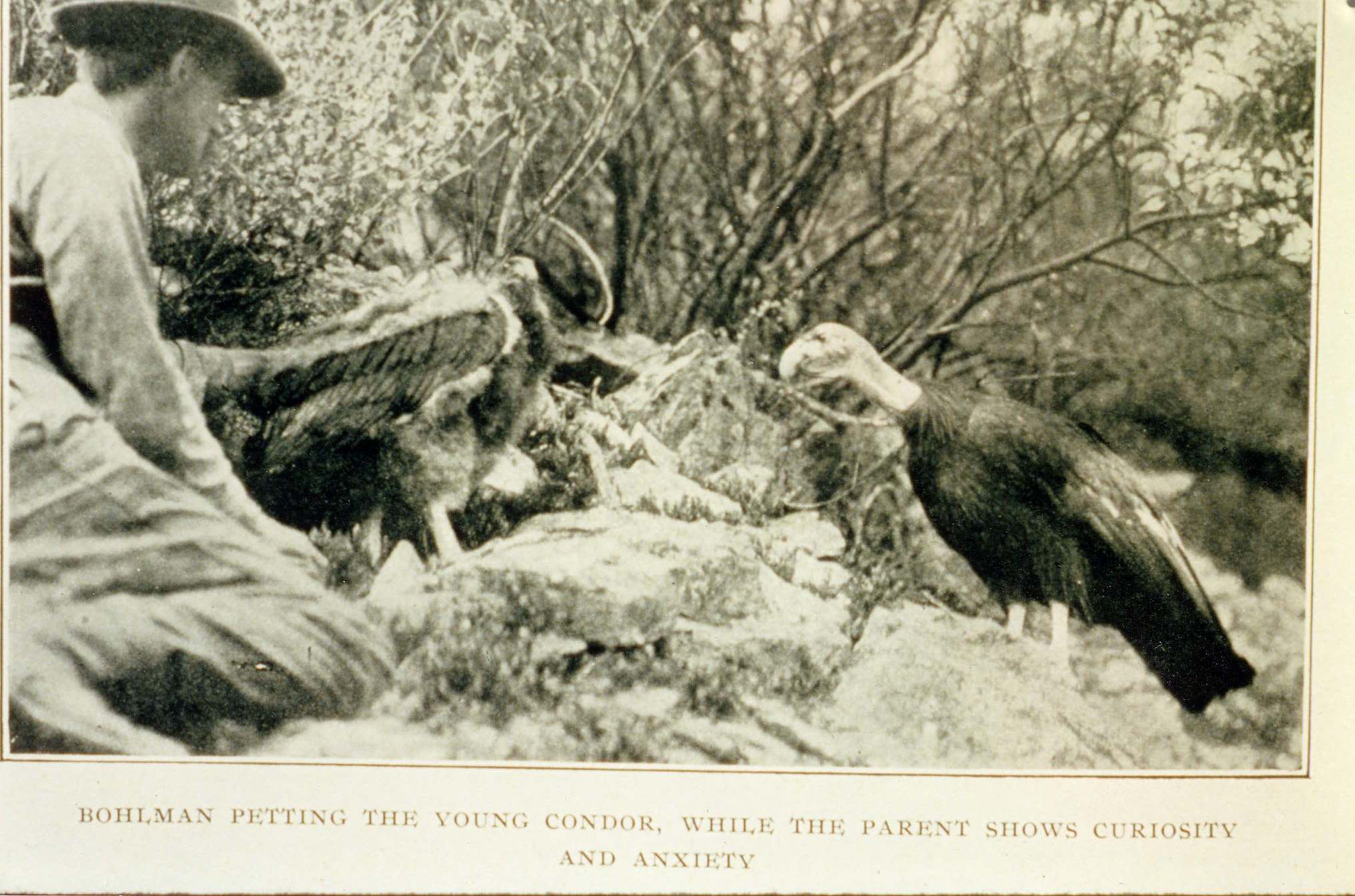 Bohlman.jpg | FWS.gov