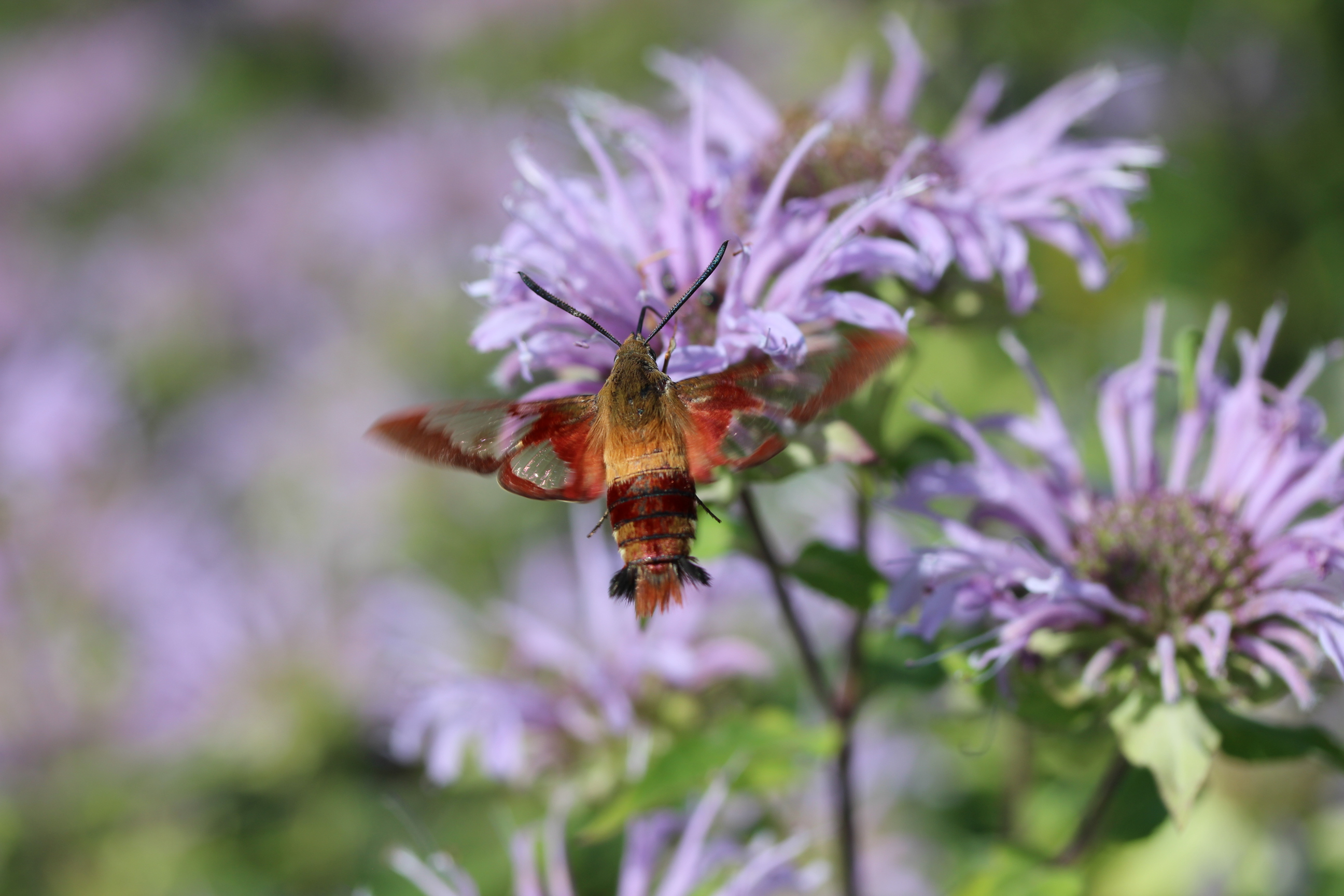 Hummingbird Moth Molly Jacobson.JPG | FWS.gov