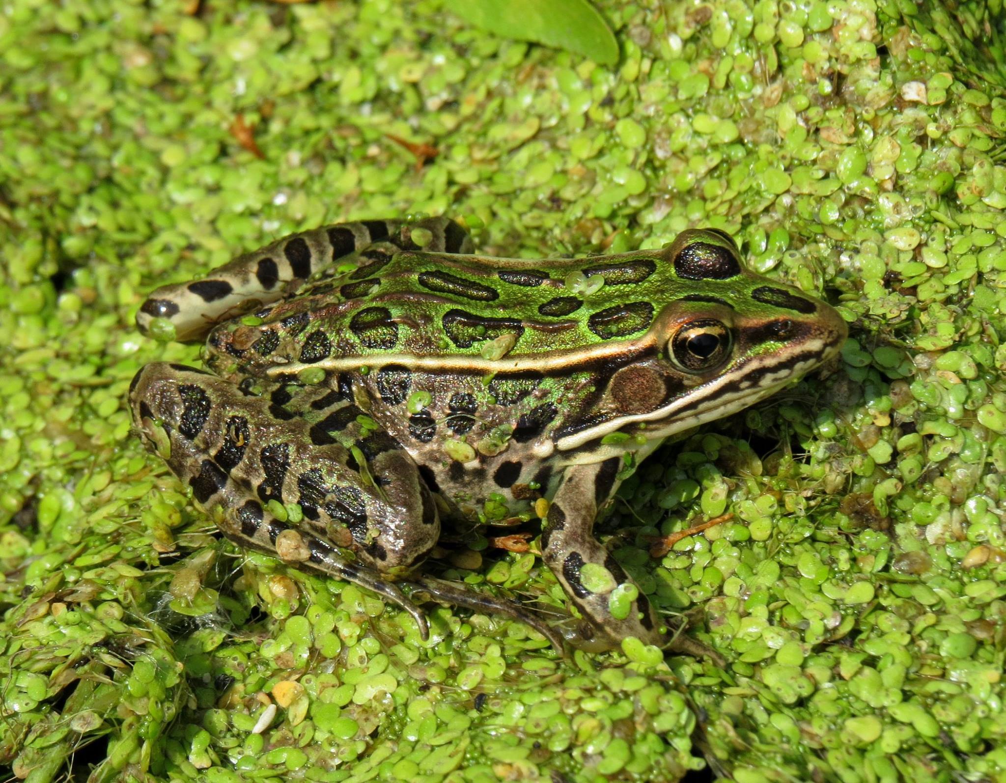 Northern Leopard Frog | FWS.gov