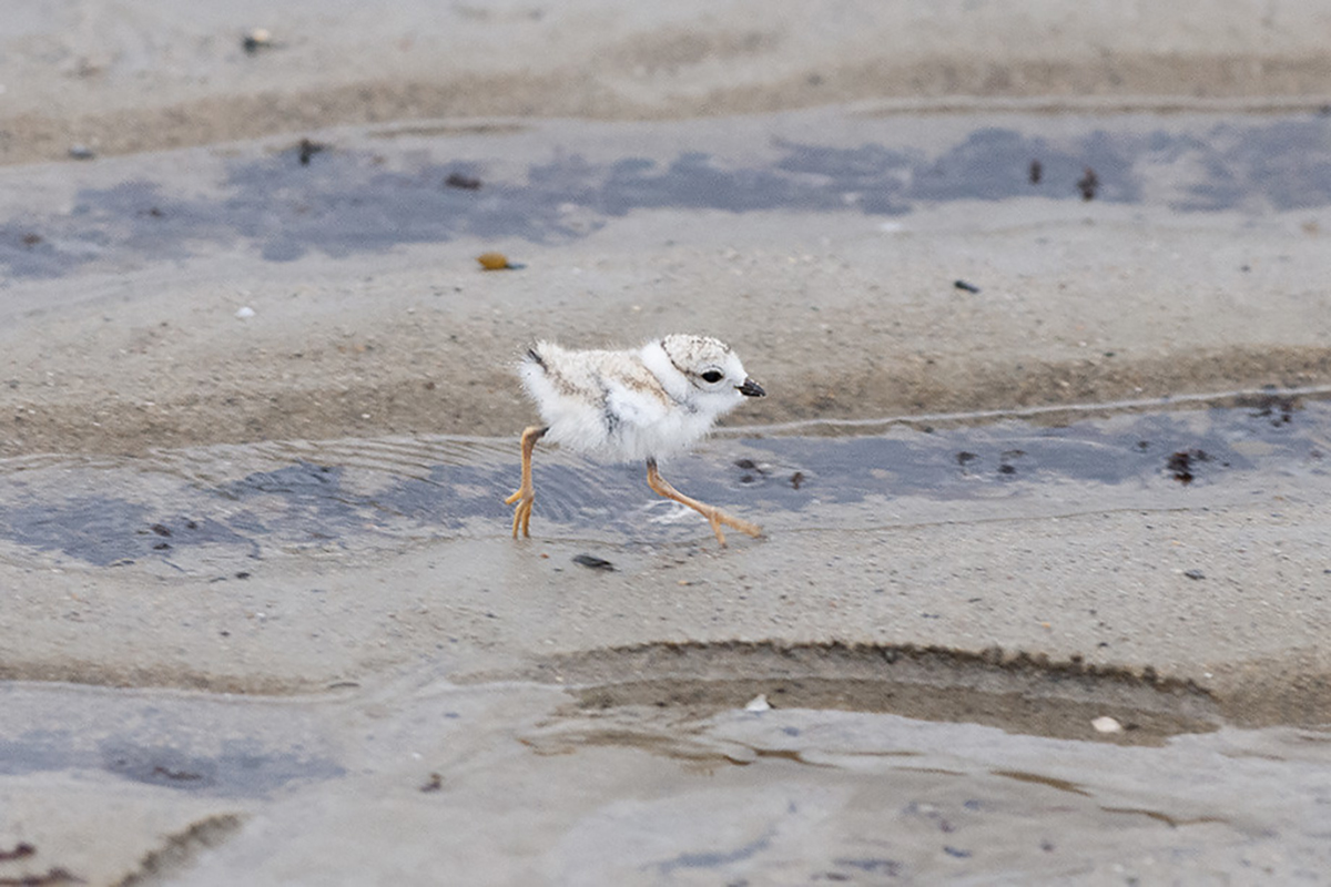 Piping Plover Chick | FWS.gov