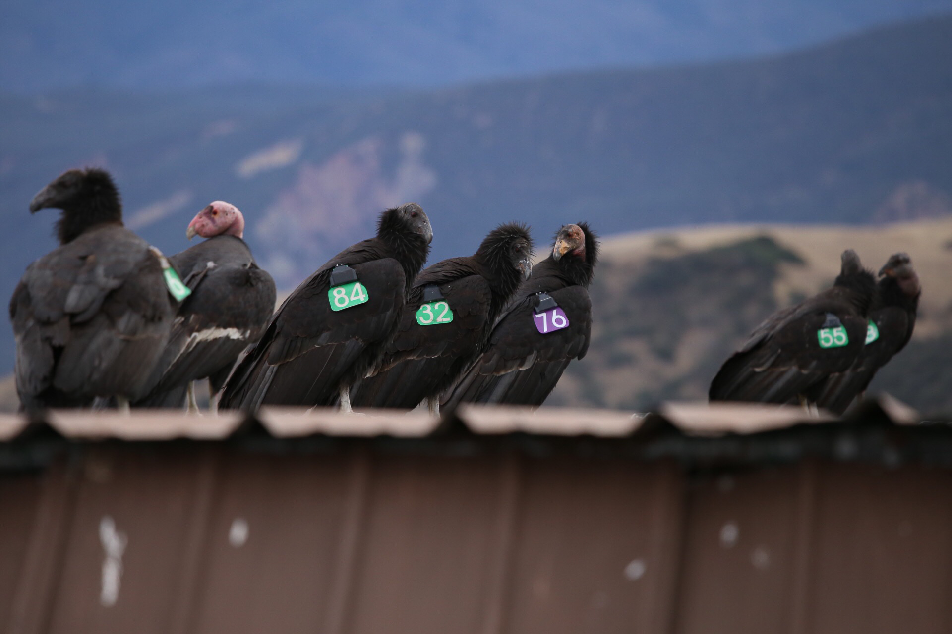 California Condors at Bitter Creek Refuge | FWS.gov