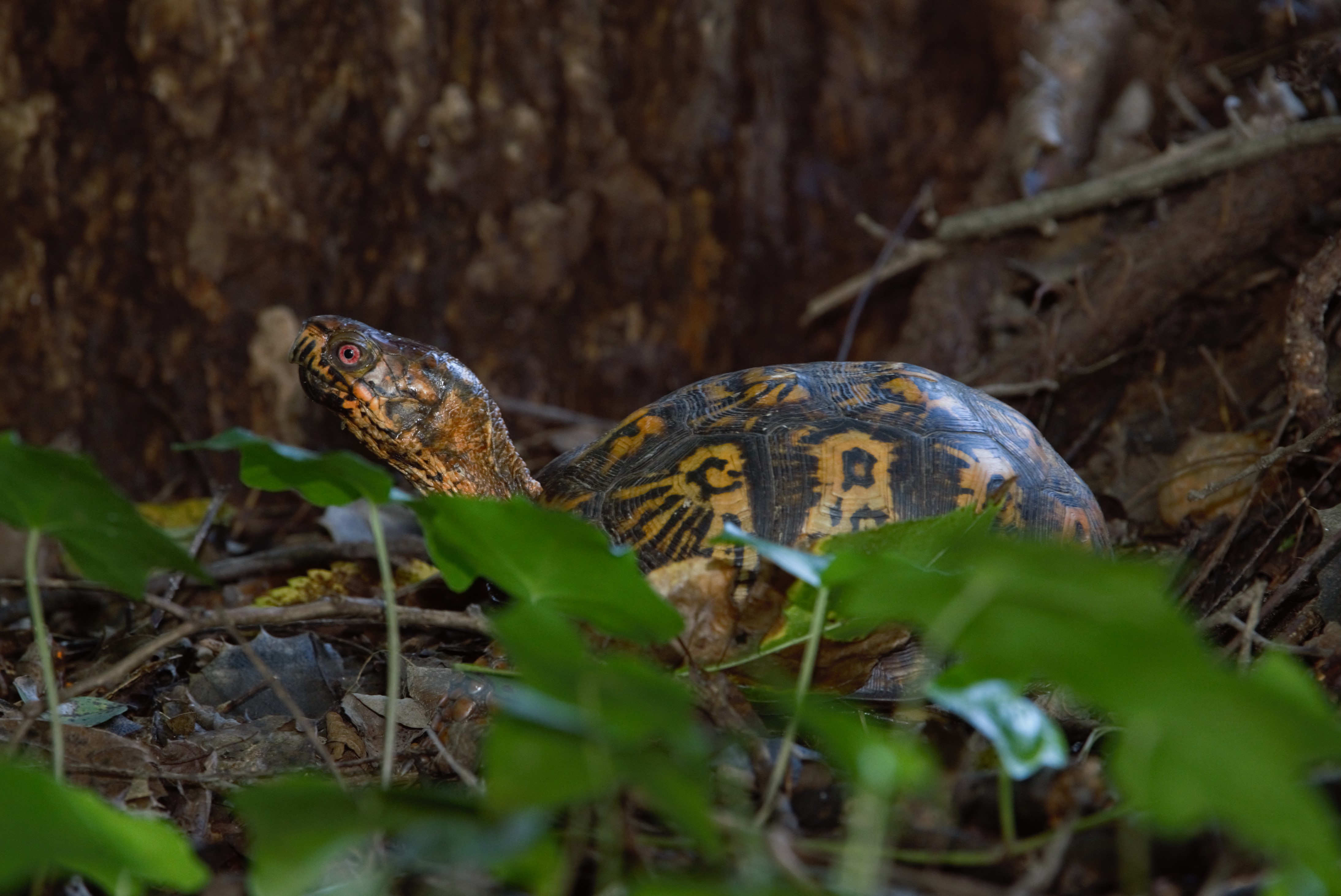 MN Eastern Box Turtle_Randy Streufert (2).jpg | FWS.gov