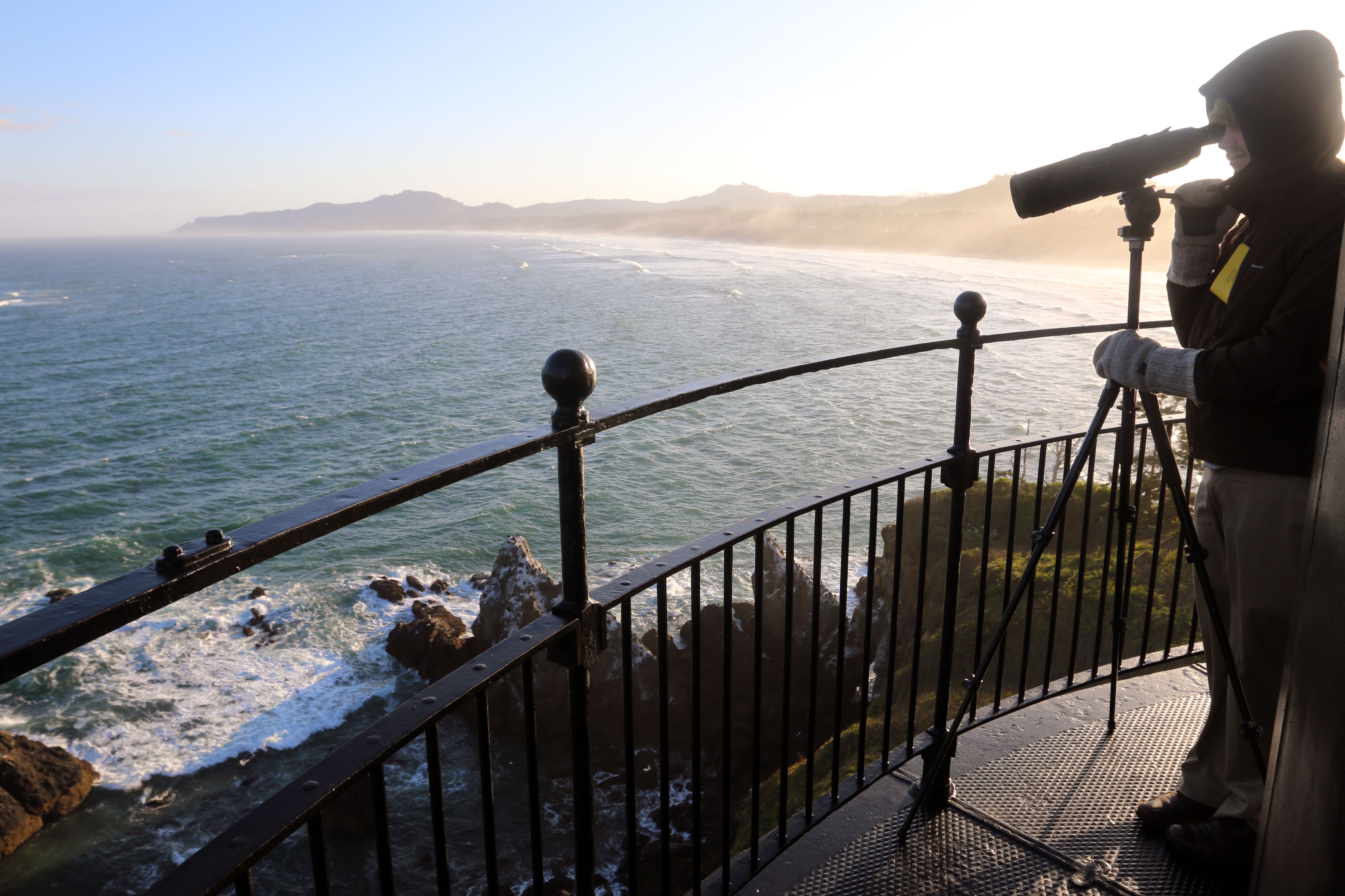 Seabird monitoring at Yaquina Head | FWS.gov