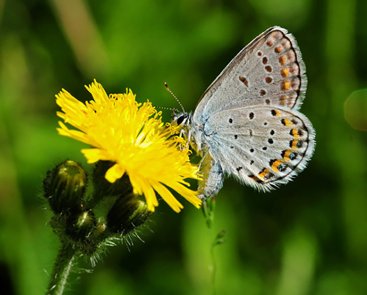 Karner blue butterfly | FWS.gov
