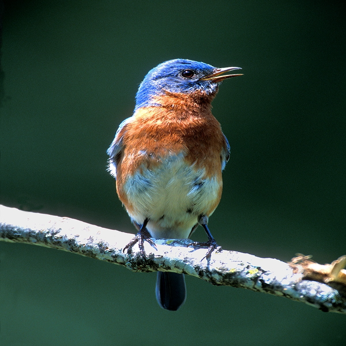 Eastern Bluebird | FWS.gov