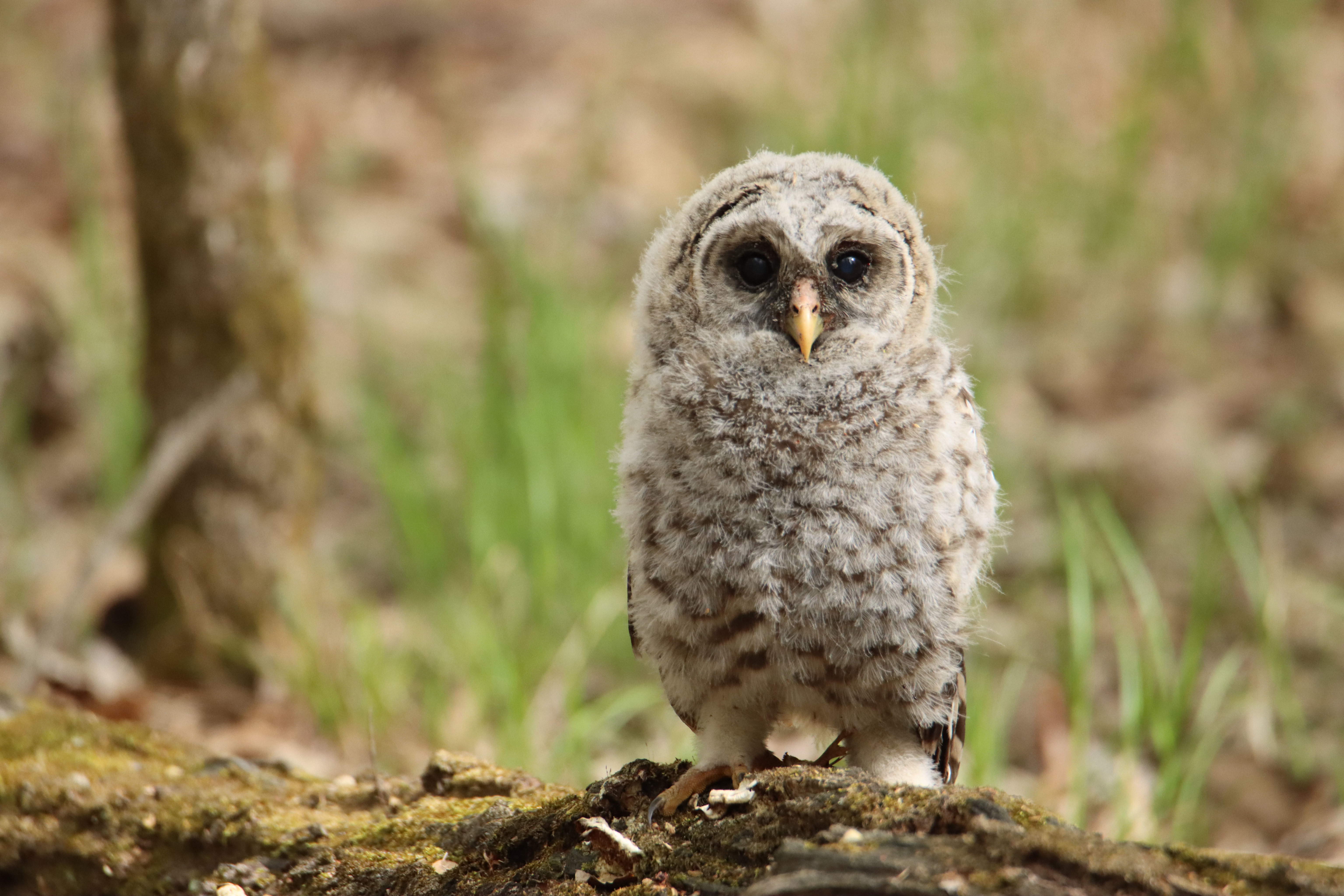 Young barred owl at Mingo National Wildlife Refuge | FWS.gov