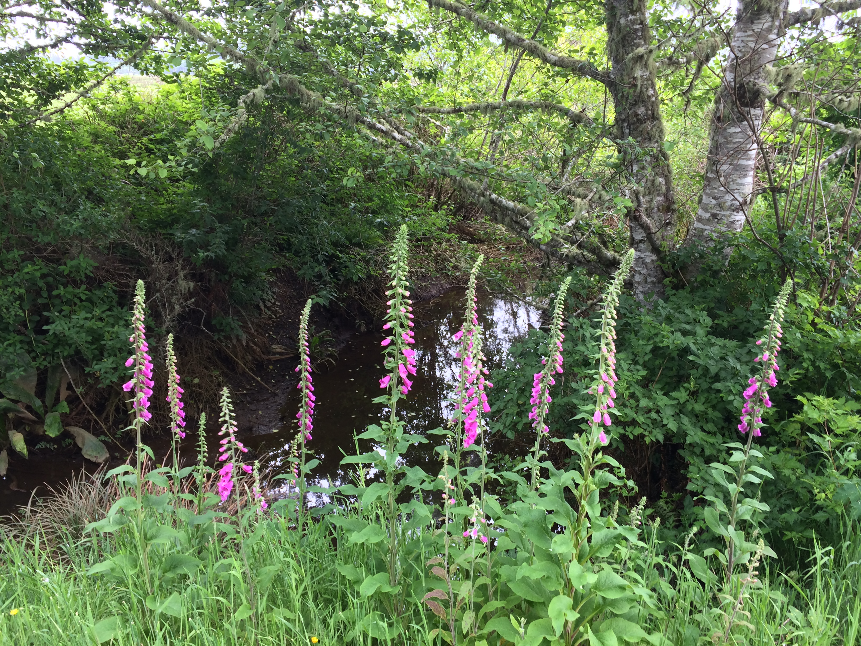 Flowers Willapa NWR | FWS.gov
