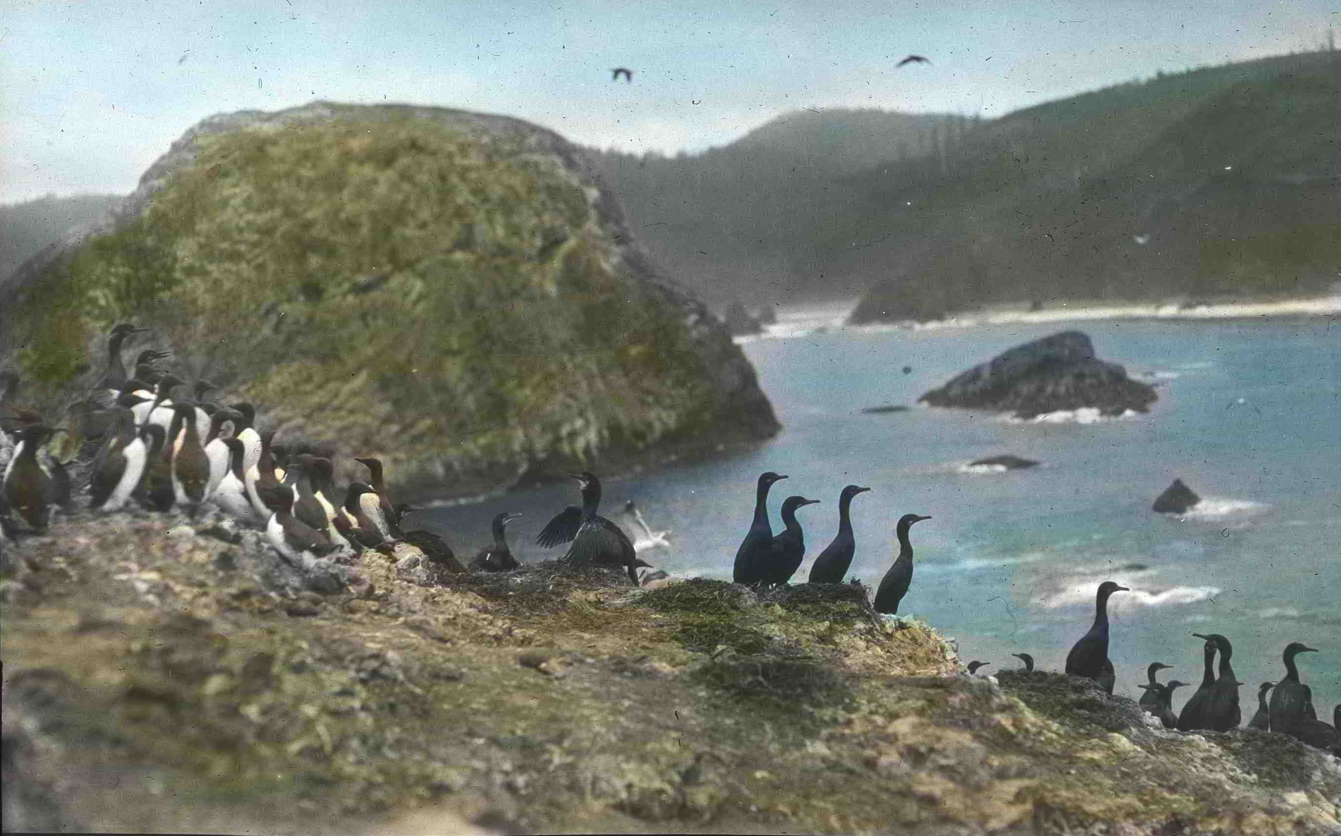 Birds atop Shag Rock | FWS.gov