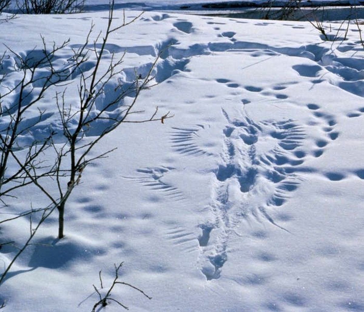 Prints of humans and animals in snow at Arctic Refuge. | FWS.gov