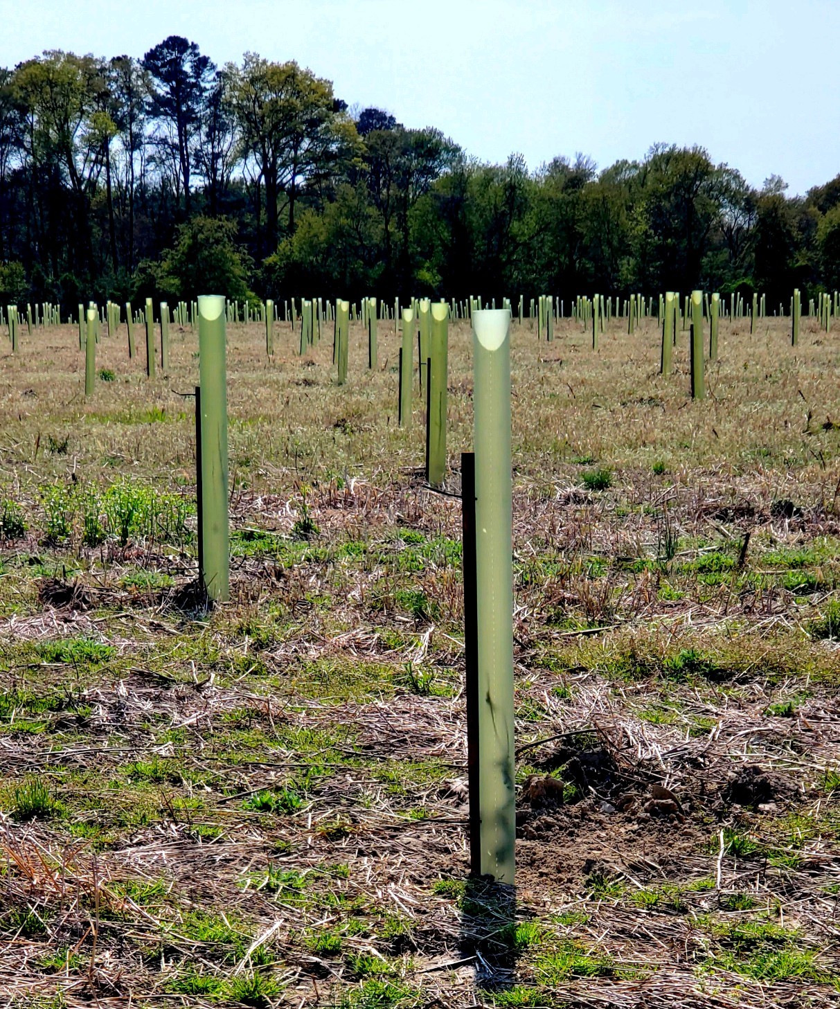 Tree Planting at Rappahannock | FWS.gov