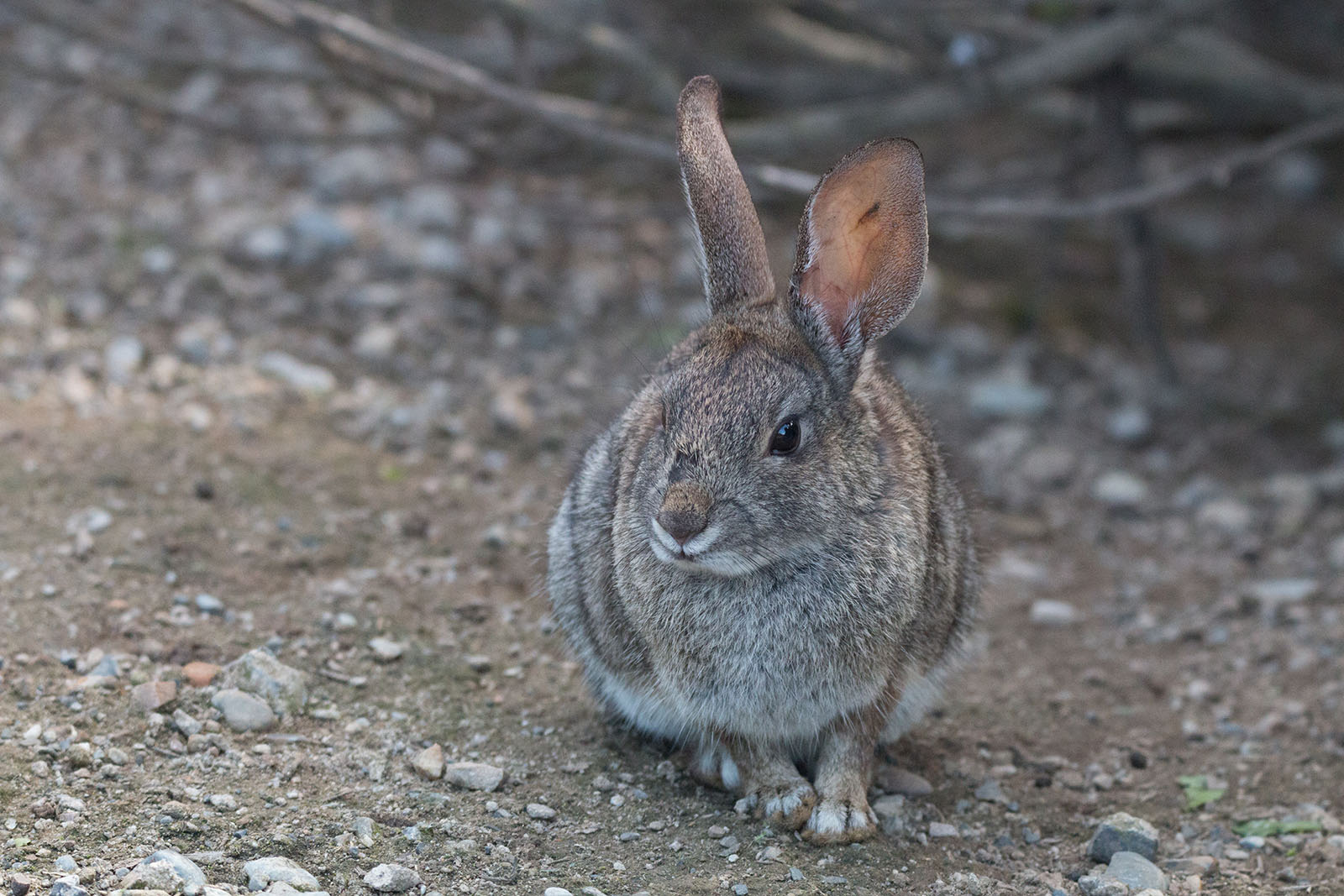 Riparian brush rabbit on trail | FWS.gov