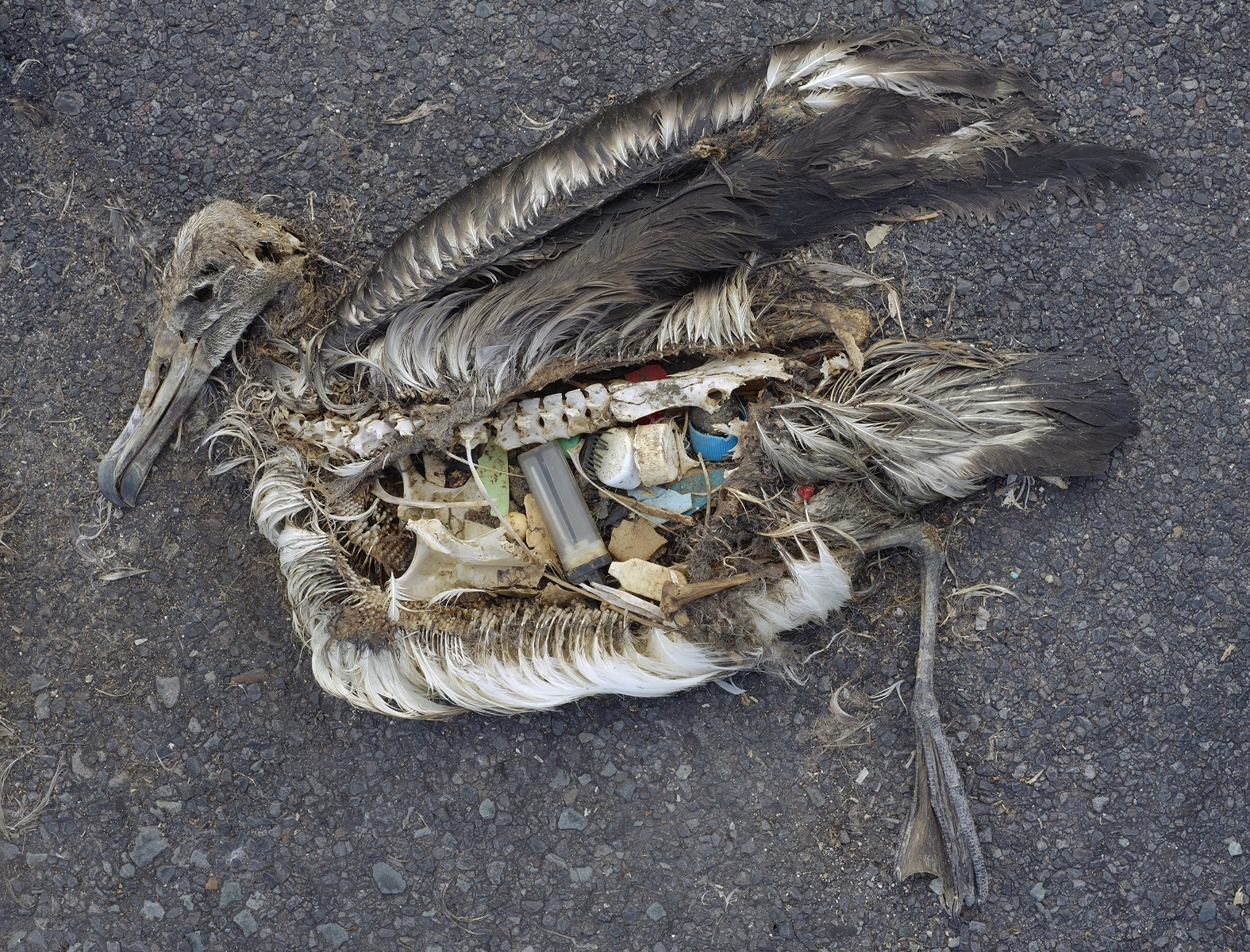 Plastic scrap is exposed in remains of dead albatross at Midway Atoll ...