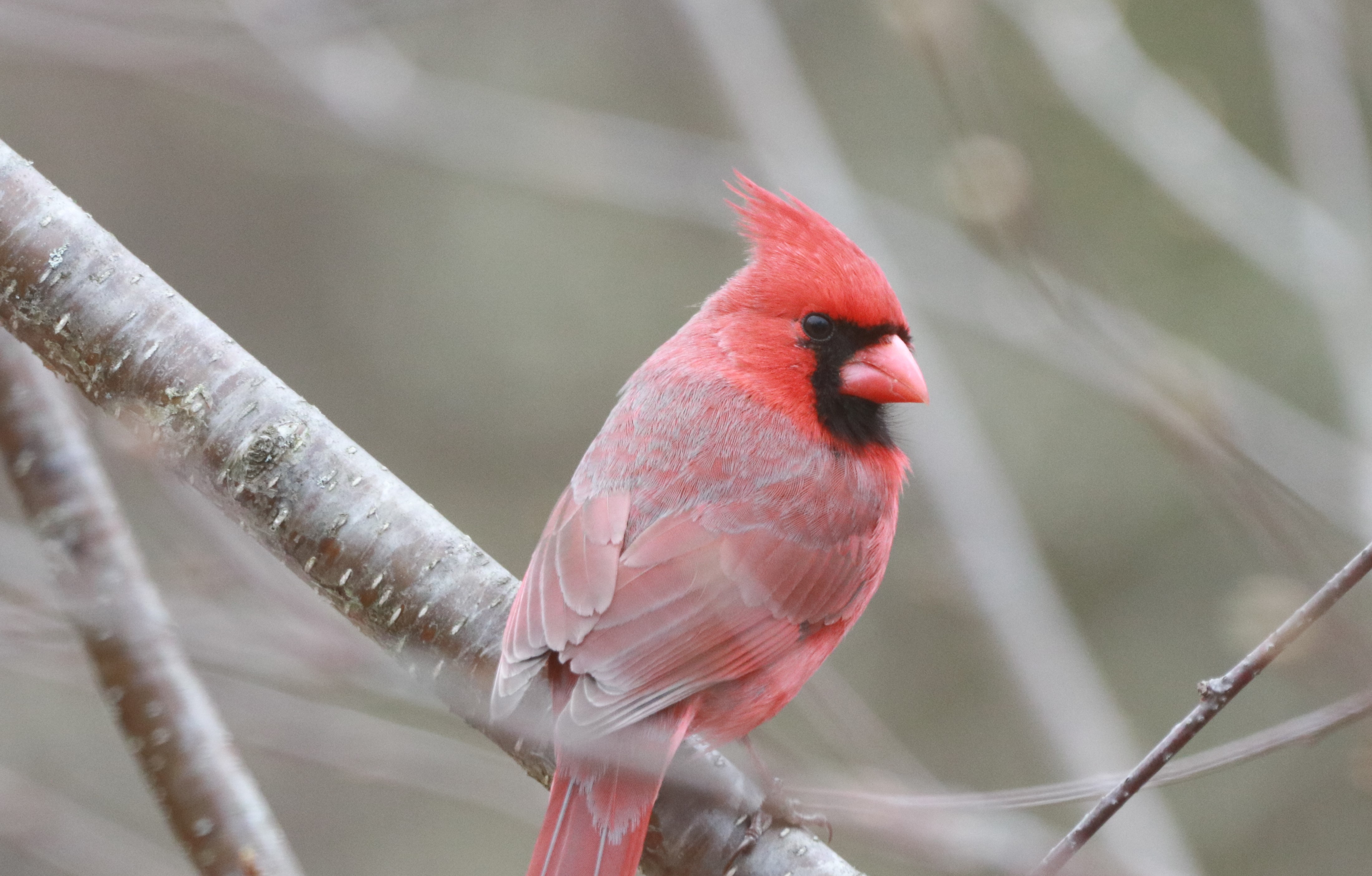 northerncardinal_leahriley_usfws.JPG | FWS.gov