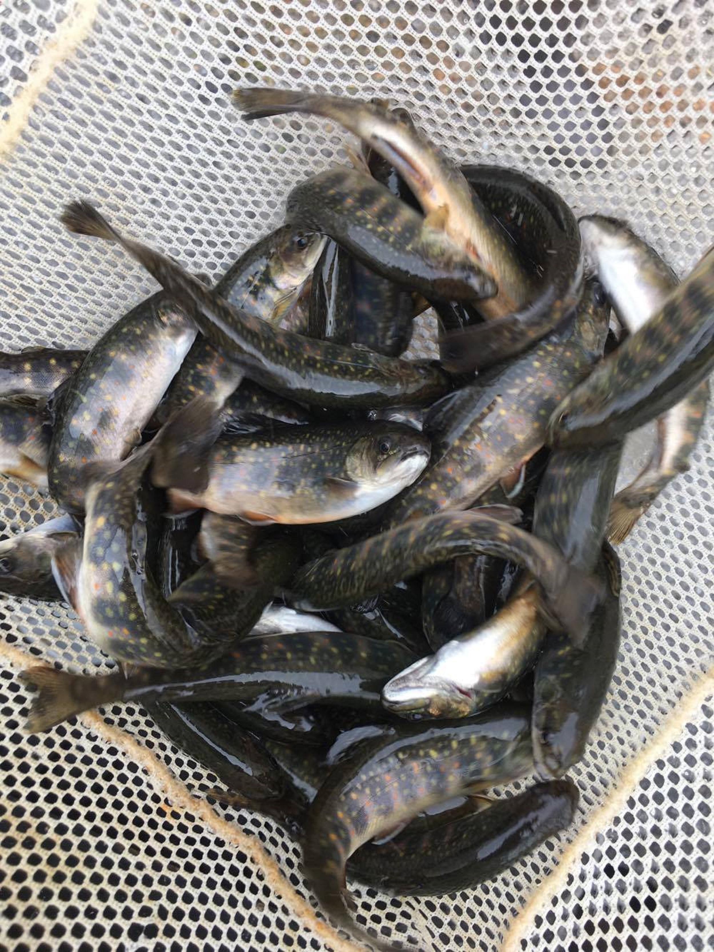 Atlantic salmon parr in net at Nashua National Fish Hatchery | FWS.gov