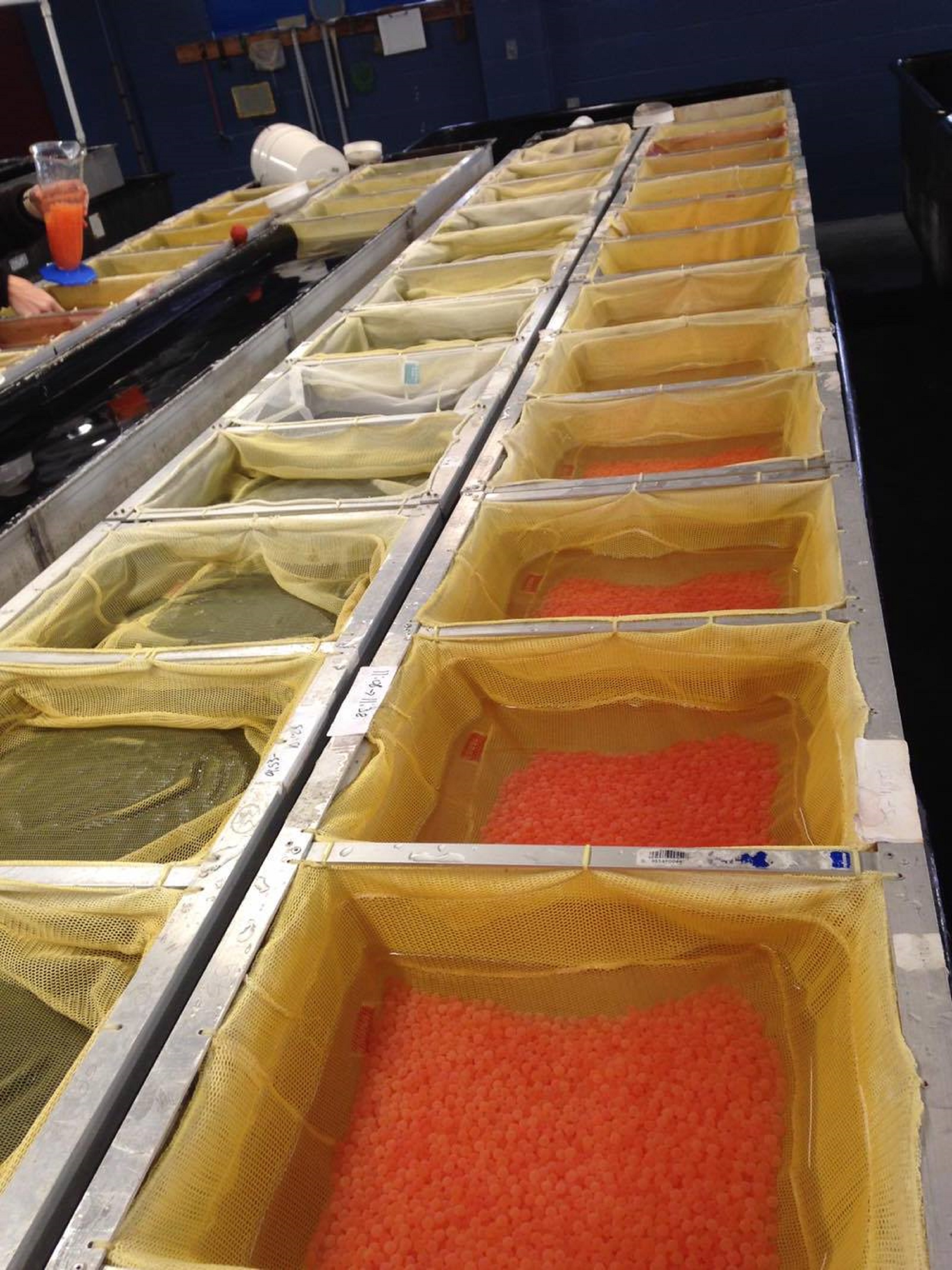 Atlantic salmon eggs water hardening at Nashua National Fish Hatchery ...