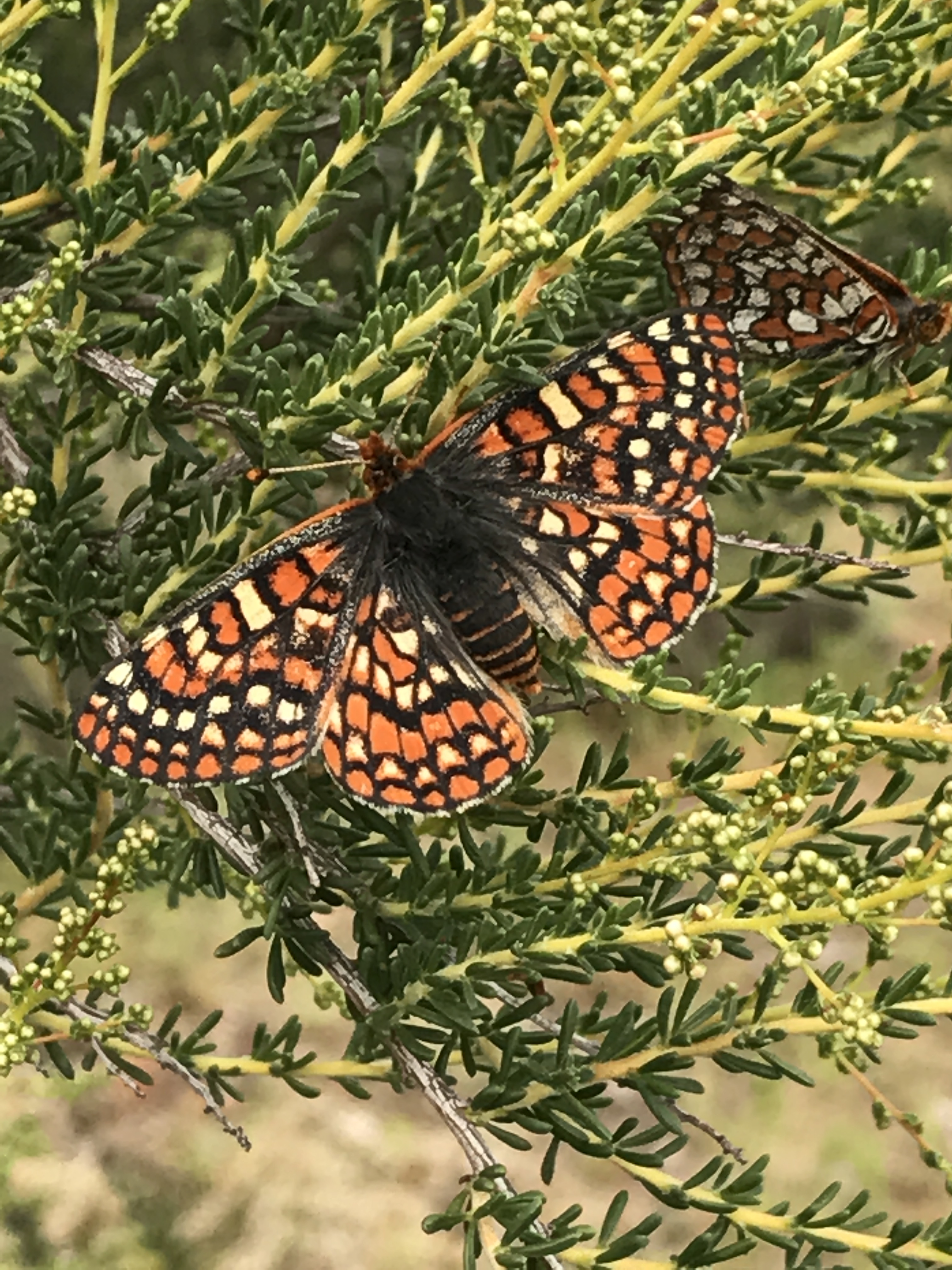 Quino checkerspot butterfly | FWS.gov