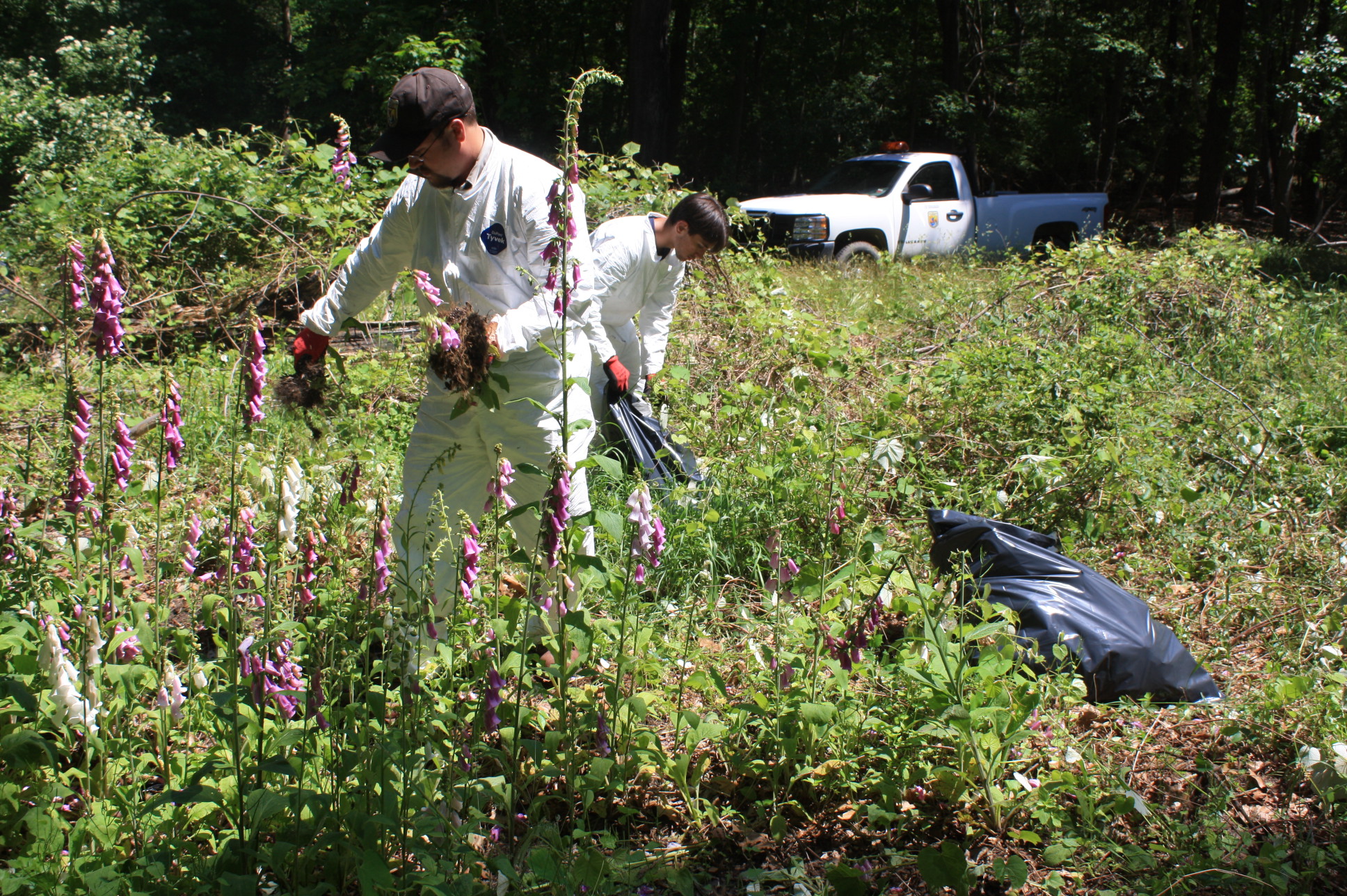 Purple foxglove removal | FWS.gov
