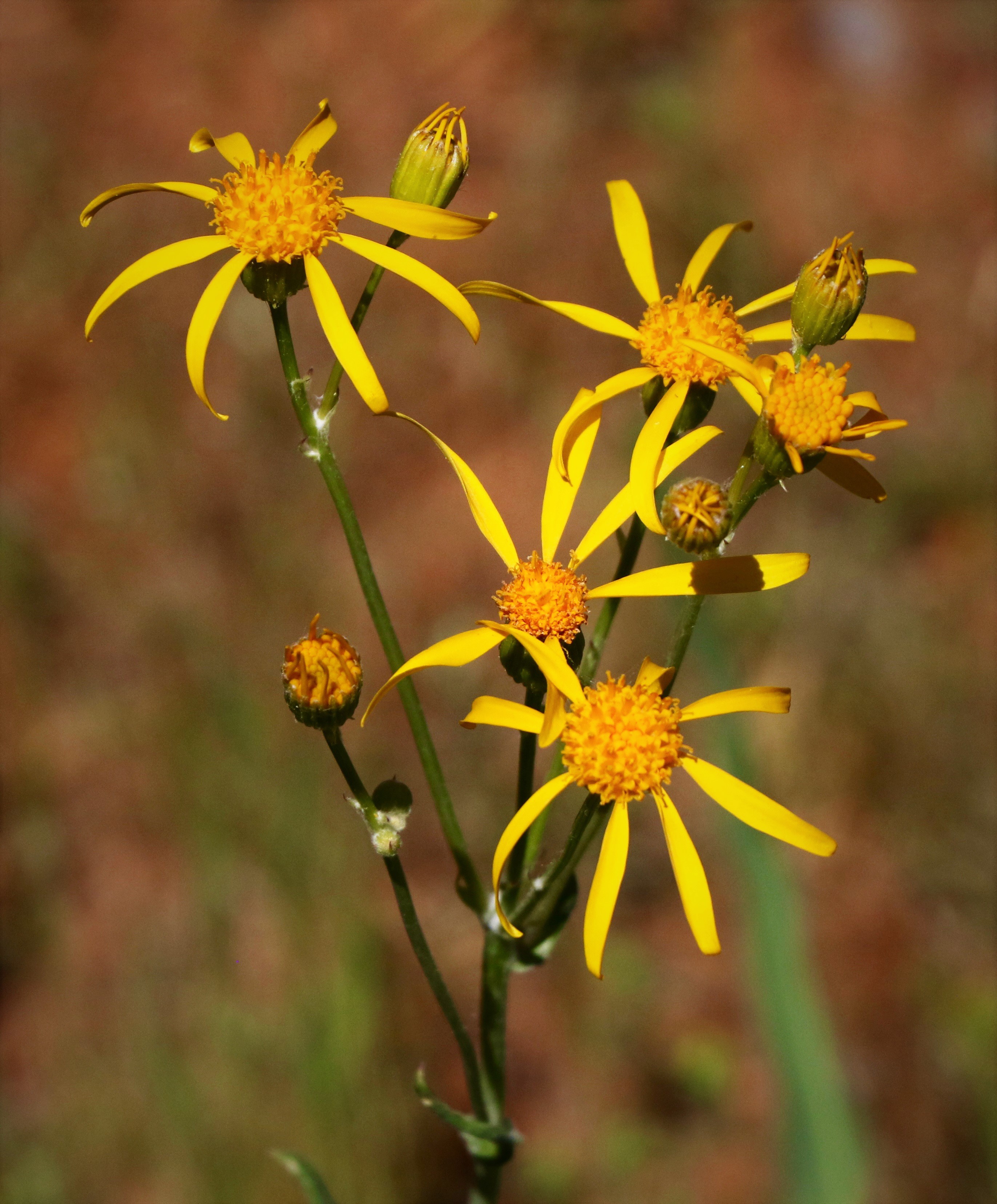 Layne's butterweed | FWS.gov